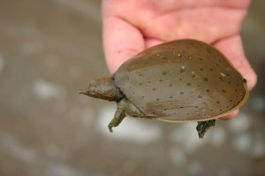 The Ugliest Animals You'll Ever Lay Eyes On