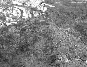 Animal Camouflage: When Survival Meets Beauty