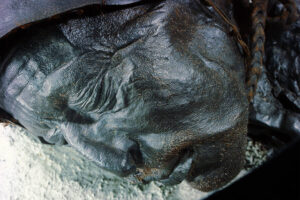 9 Mummies And The Fascinating Stories Behind Them