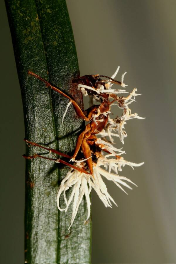 Cordyceps, The Parasitic Fungus That Makes Insects Grow Horns