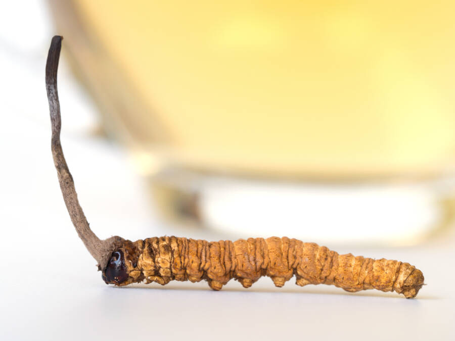 Cordyceps, The Parasitic Fungus That Makes Insects Grow Horns