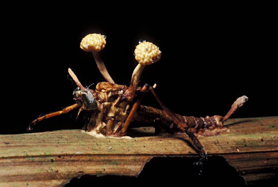 Cordyceps, The Parasitic Fungus That Makes Insects Grow Horns