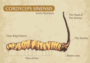 Cordyceps, The Parasitic Fungus That Makes Insects Grow Horns