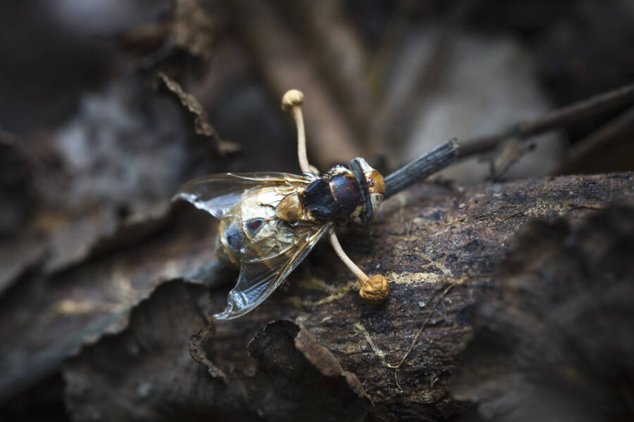 Cordyceps, The Parasitic Fungus That Makes Insects Grow Horns