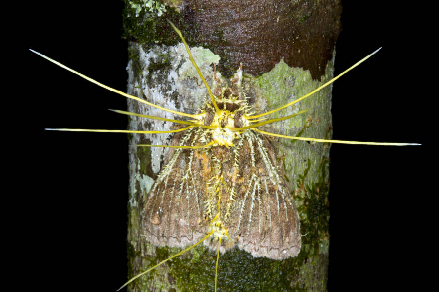 Cordyceps, The Parasitic Fungus That Makes Insects Grow Horns