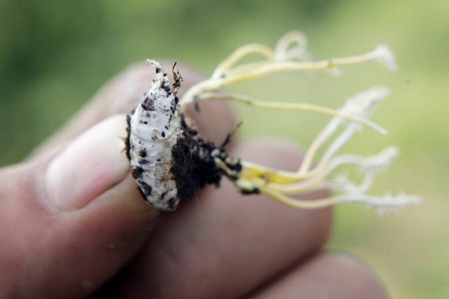 Cordyceps, The Parasitic Fungus That Makes Insects Grow Horns