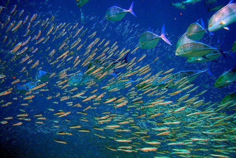 27 Incredible Underwater Pictures of Schooling Fish