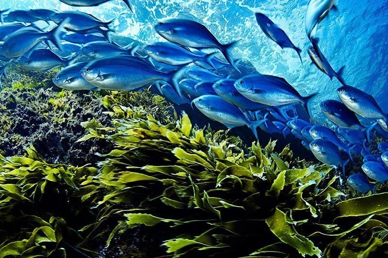 27 Incredible Underwater Pictures of Schooling Fish