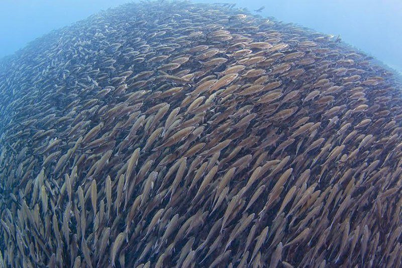 27 Incredible Underwater Pictures of Schooling Fish