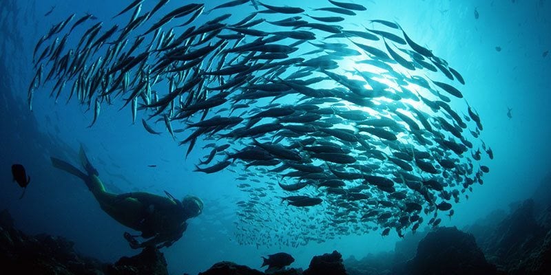 27 Incredible Underwater Pictures of Schooling Fish