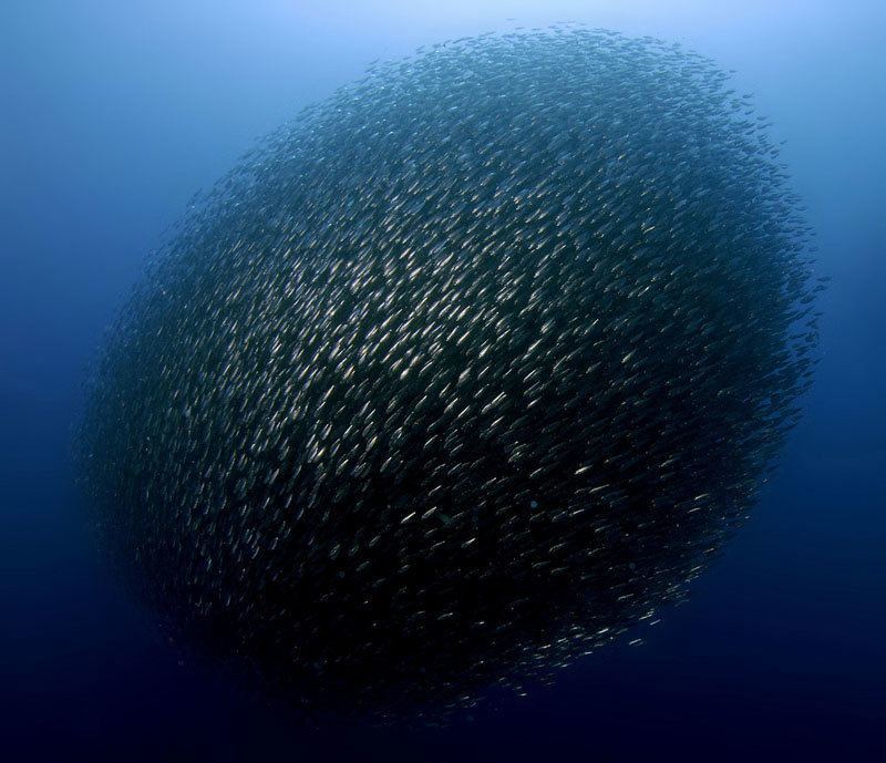 27 Incredible Underwater Pictures of Schooling Fish