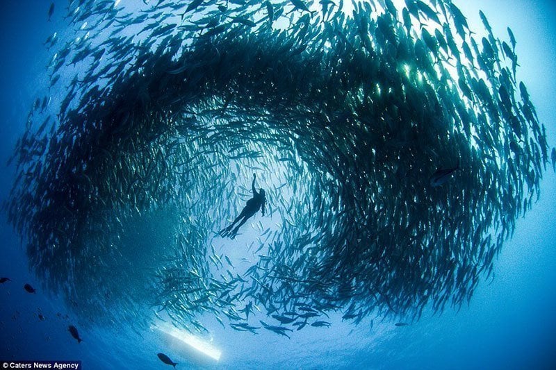 27 Incredible Underwater Pictures of Schooling Fish