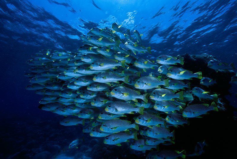 27 Incredible Underwater Pictures of Schooling Fish