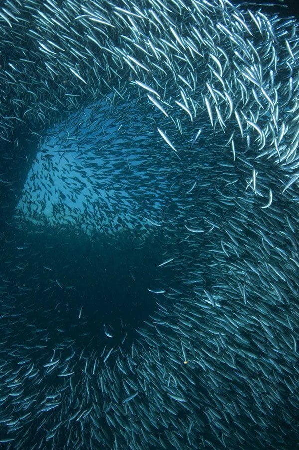 27 Incredible Underwater Pictures of Schooling Fish