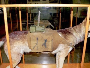 The Violent Ways Humans Have Used Animals As Weapons For War