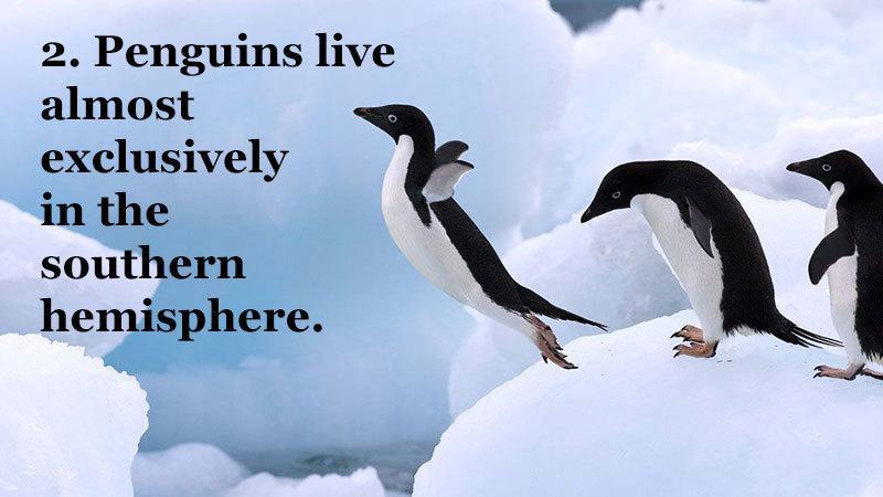 25 Fun Penguin Facts About Everyone s Favorite Flightless Birds