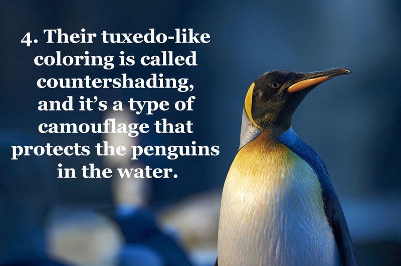25 Fun Penguin Facts About Everyone's Favorite Flightless Birds 25 Fun Penguin Facts About Everyone's Favorite Flightless Birds