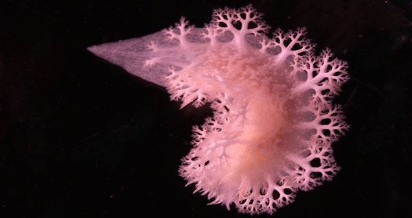 Sea Slugs: Your New Favorite Animal