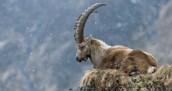 De-Extinction: Who, How, When, And Why