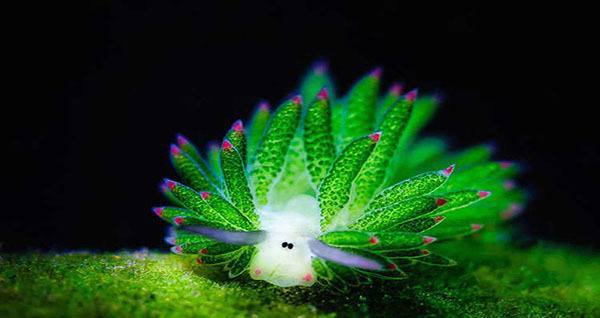 Sea Slugs: Your New Favorite Animal