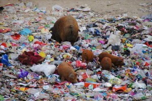 Littering In China: A Surreal Epidemic Captured In Photos