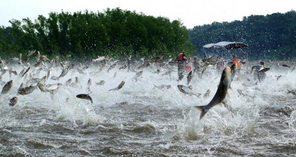 9 Invasive Species That Are Destroying America's Ecology