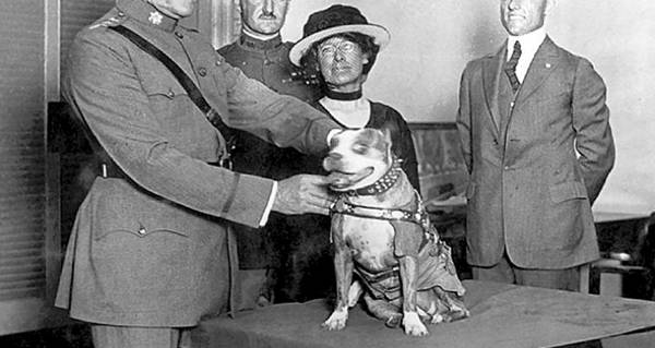 Sergeant Stubby, World War I's Most Decorated Dog Soldier