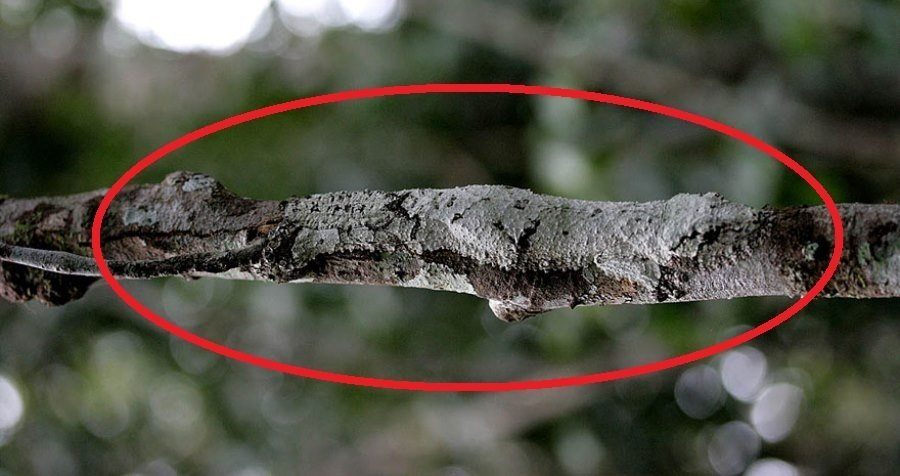 27 Animal Camouflage Pictures That'll Mess With Your Eyes 27 Animal Camouflage Pictures That'll Mess With Your Eyes