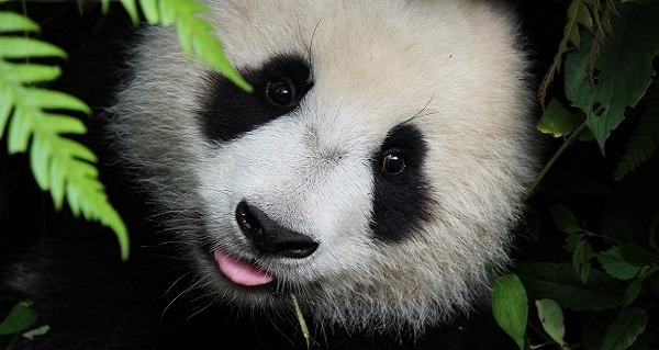 33 Panda Facts Guaranteed To Surprise And Delight You