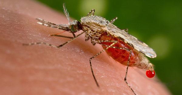 What Is Zika? Everything You Need To Know About The Zika Virus