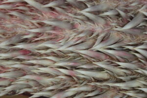 See Inside The Leatherback Sea Turtle's Horrifying Mouth