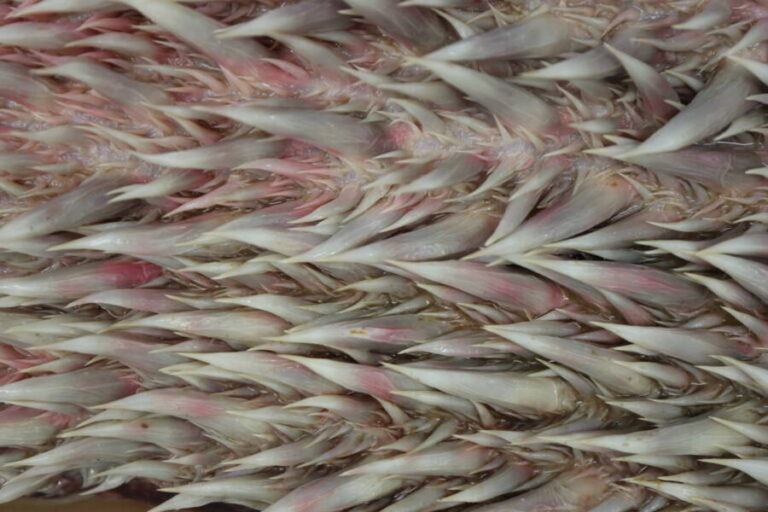 See Inside The Leatherback Sea Turtle's Horrifying Mouth