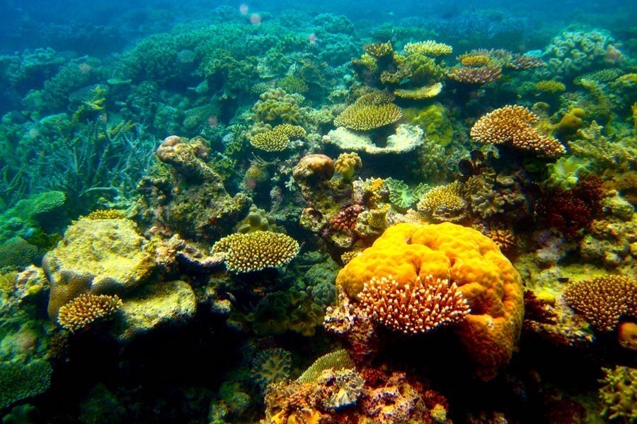 Coral Bleaching At The Great Barrier Reef In 25 Startling Photos