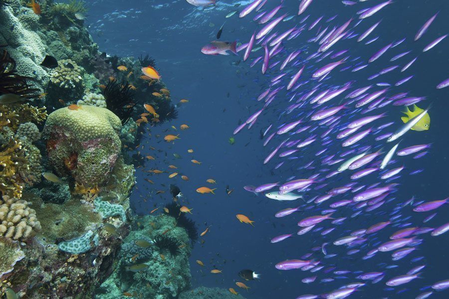 Coral Bleaching At The Great Barrier Reef In 25 Startling Photos