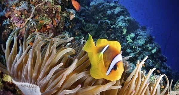 Coral Bleaching At The Great Barrier Reef In 25 Startling Photos