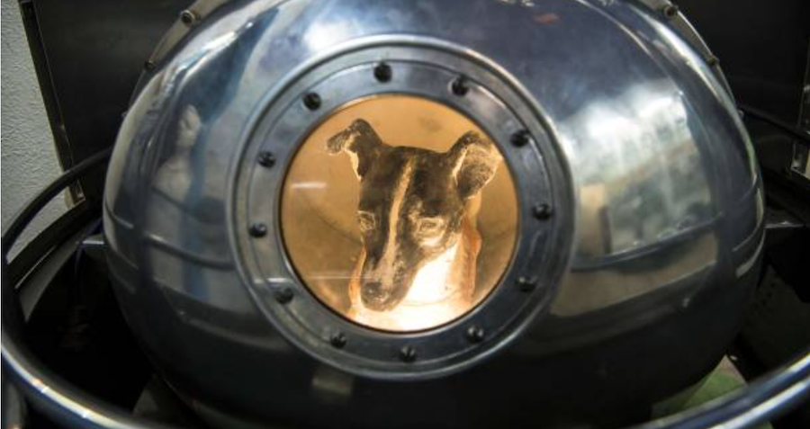 Laika, The Soviet Space Dog Sent On A Suicide Mission