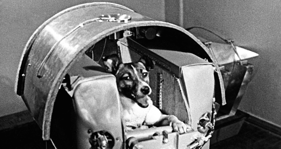 Laika, The Soviet Space Dog Sent On A Suicide Mission