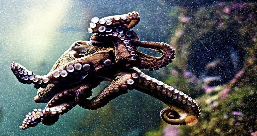 Daring Octopus Escape You Have To See To Believe