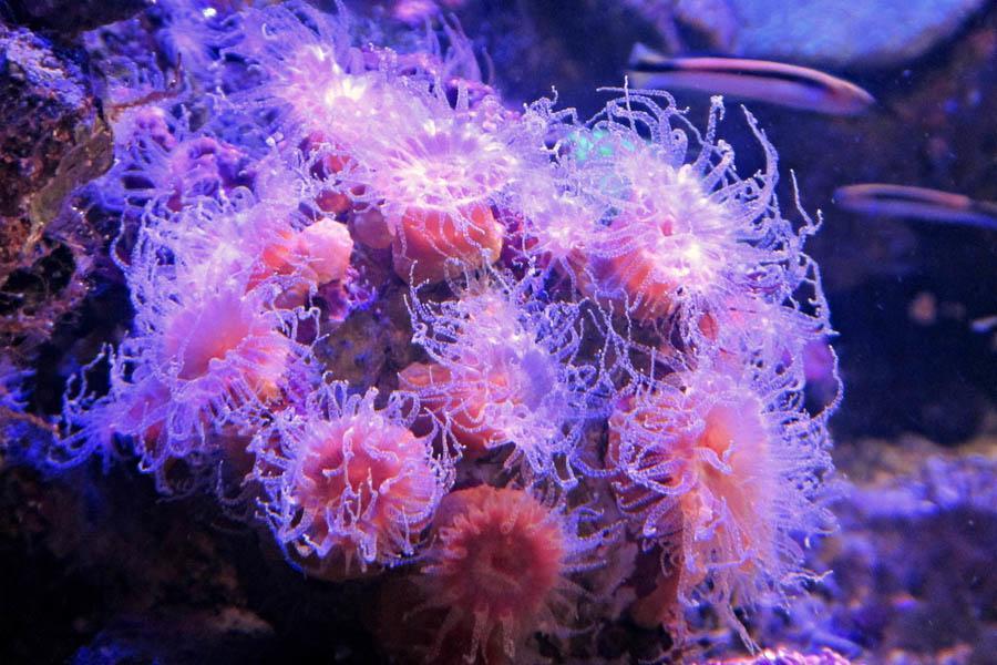 Coral Bleaching At The Great Barrier Reef In 25 Startling Photos