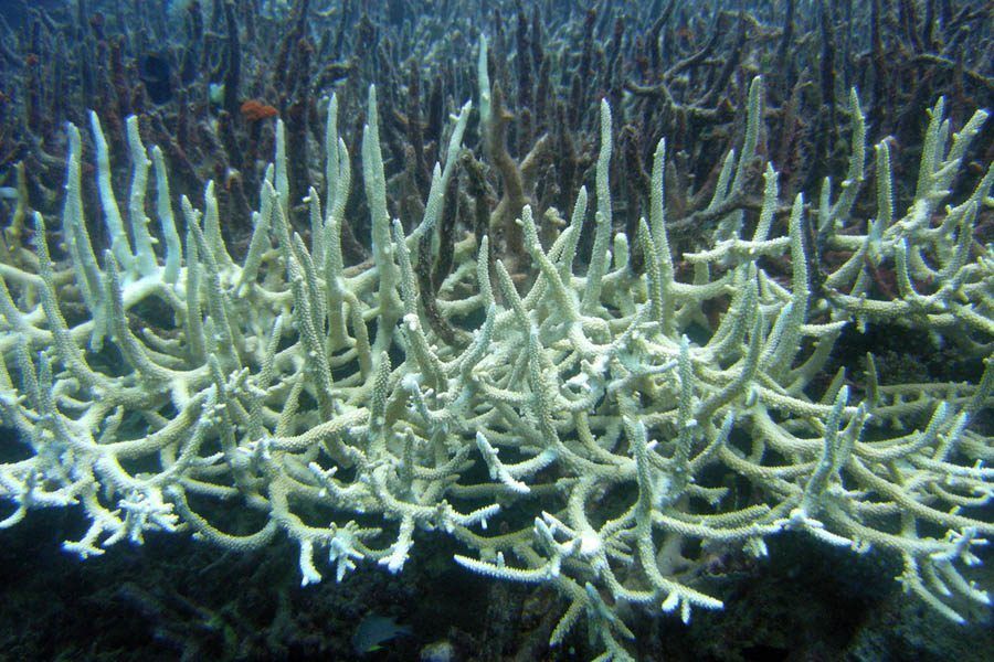Coral Bleaching At The Great Barrier Reef In 25 Startling Photos