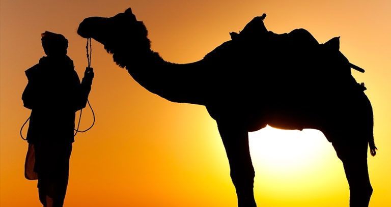 Camel Attacks Owner In India, Severs His Head