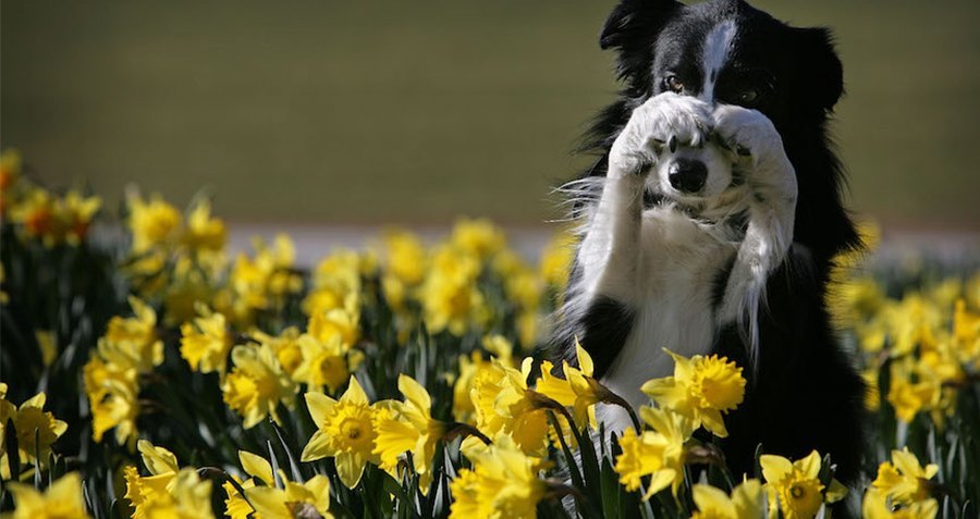 Spring Puppies Spring Puppies