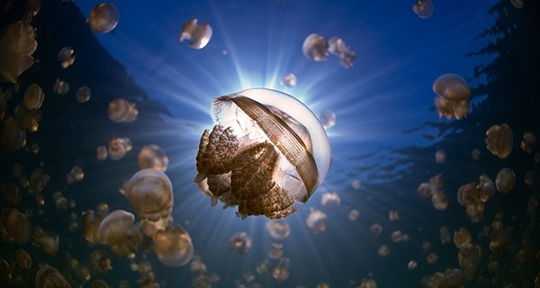 Jellyfish Facts: 35 Wonderfully Weird Tidbits And Photos