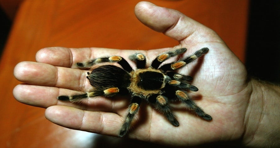 5 Spider Facts That Prove You Got These Creatures All Wrong