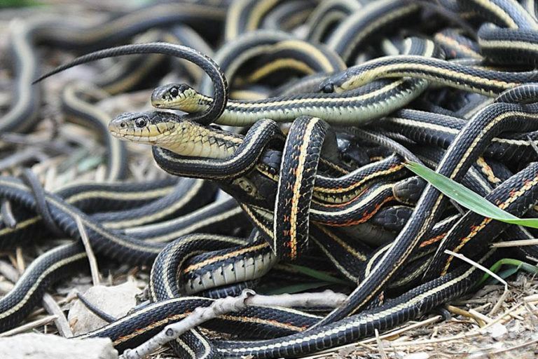 Hermaphrodotism In Nature: 10 Animals That Can Be Both Male And Female