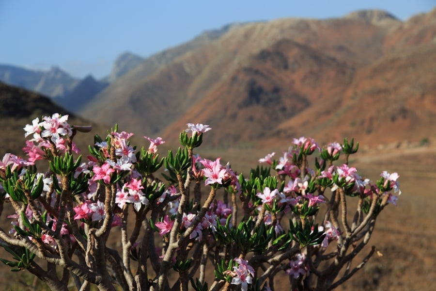 Socotra: 41 Surreal Photos And Facts From Earth's Weirdest Island