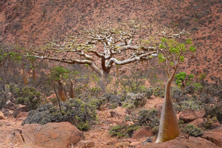 Socotra: 41 Surreal Photos And Facts From Earth's Weirdest Island
