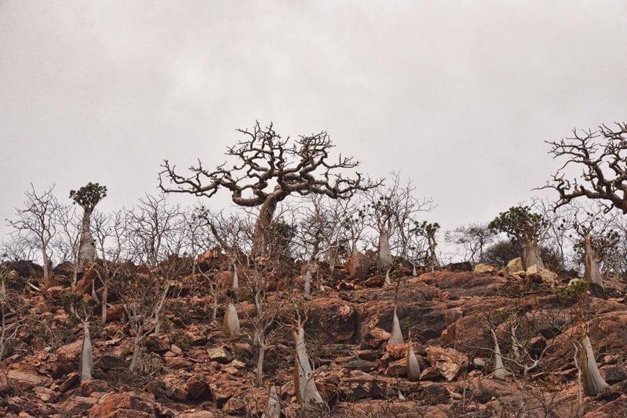 Socotra: 41 Surreal Photos And Facts From Earth's Weirdest Island