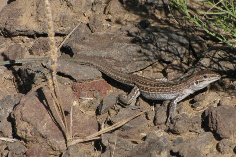 Hermaphrodotism In Nature: 10 Animals That Can Be Both Male And Female