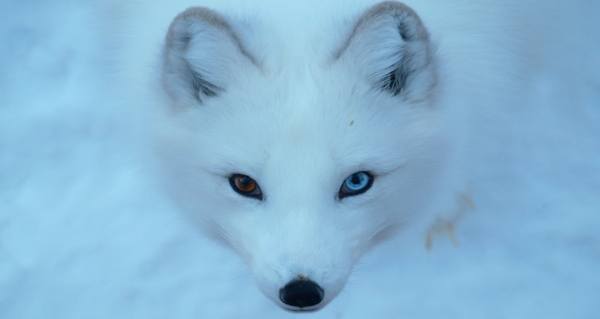 Arctic Animals: 21 Incredible Creatures You'll Only Find In The Snow